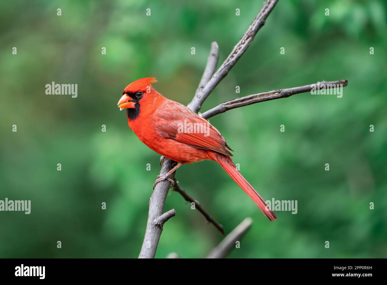 Male female northern cardinals perching hi-res stock photography and ...