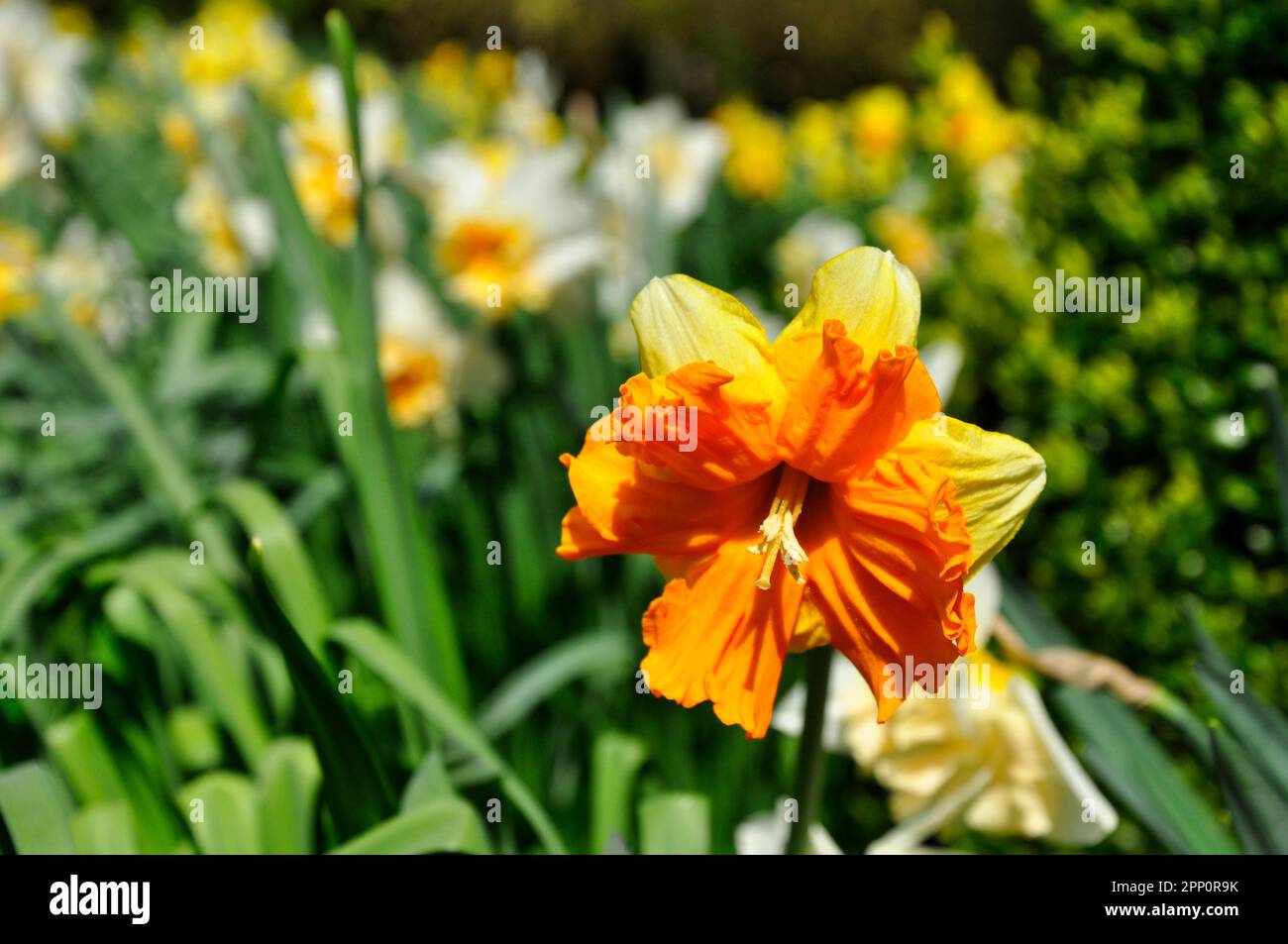 Split corona flower hi-res stock photography and images - Alamy
