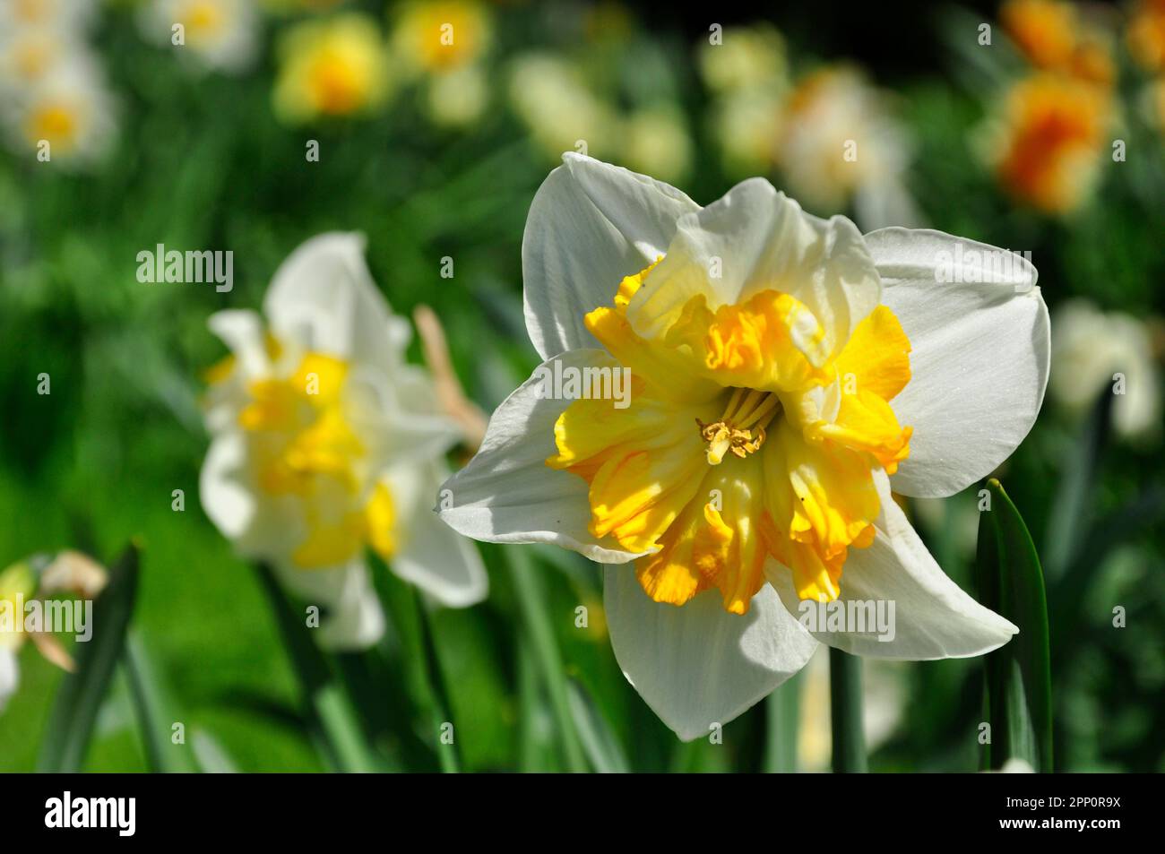 A daffodil flower head showing white petals and bright yellow split cup ...