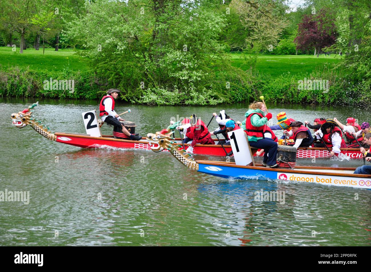 Dragon boat racing on the river Thames at Abingdon in late spring.Teams ...