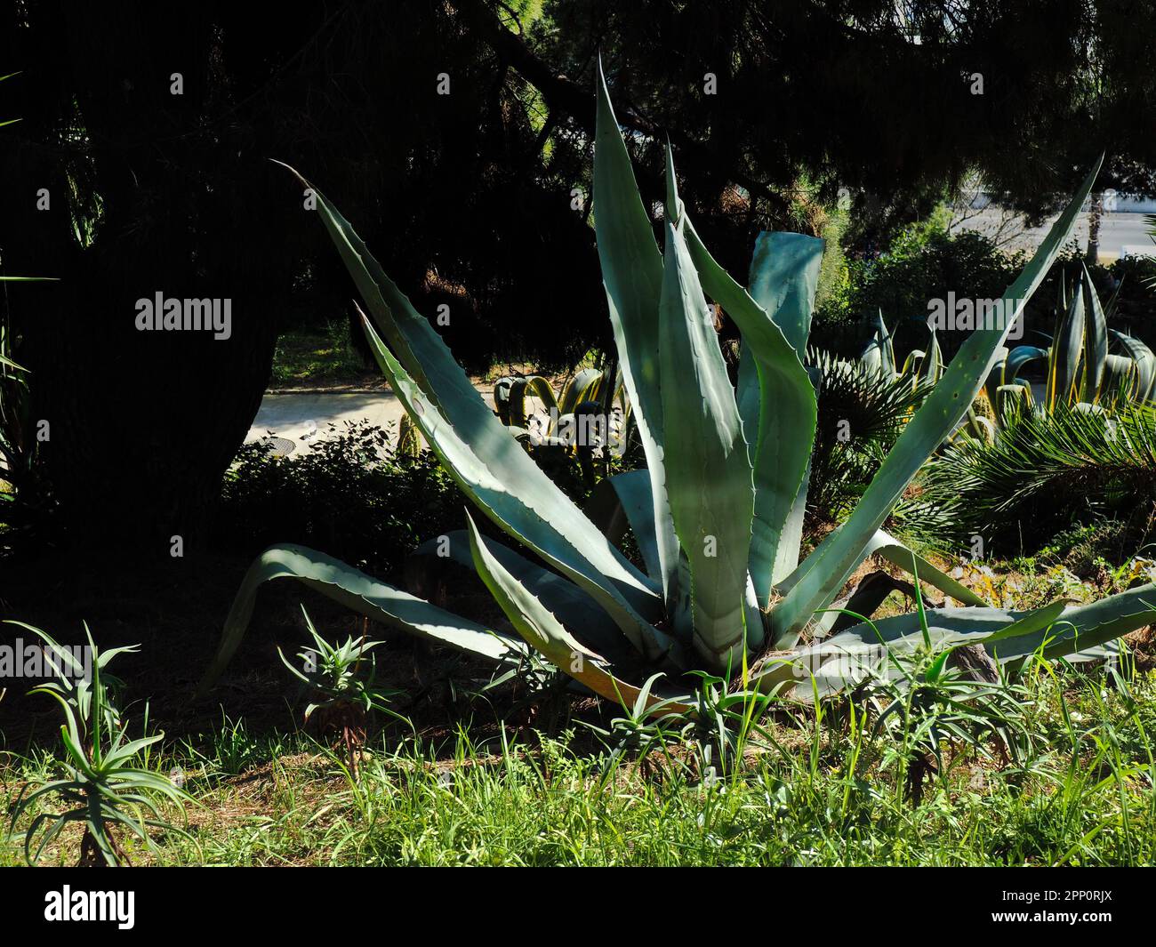Agave Americana Cactus Stock Photo - Alamy