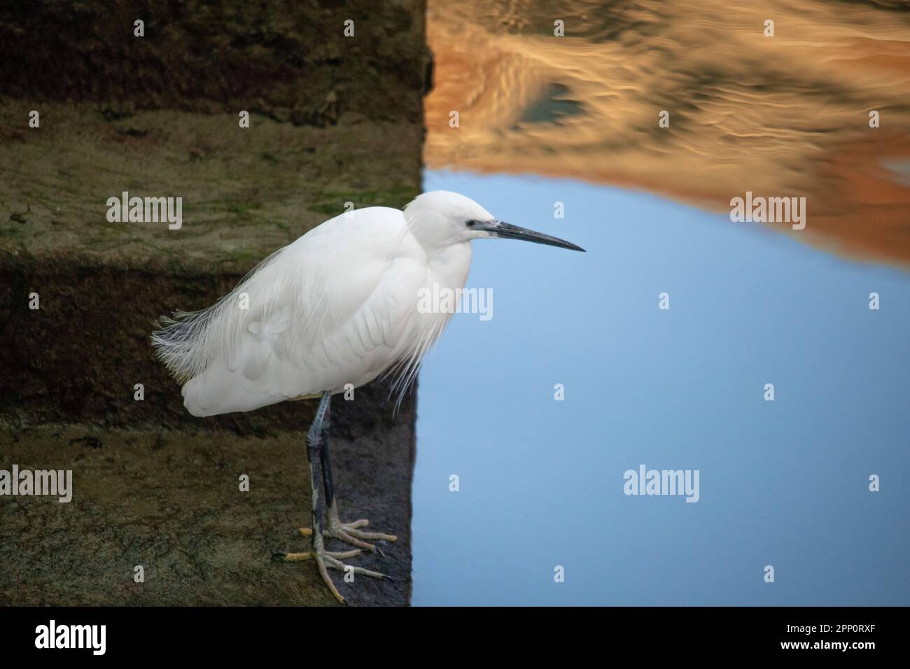 White bird in Venice and the building reflex Stock Photo - Alamy
