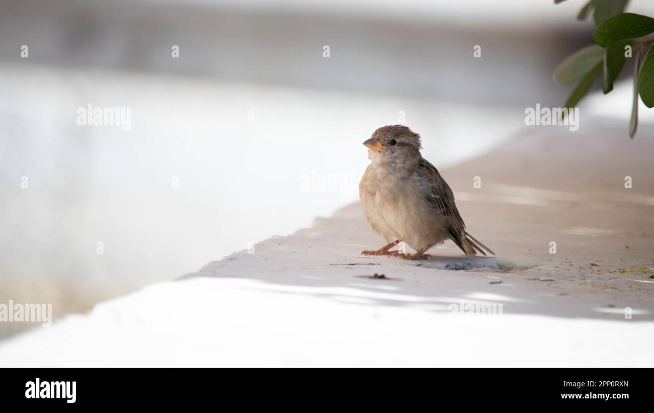 Small bird alone in Venice Stock Photo - Alamy