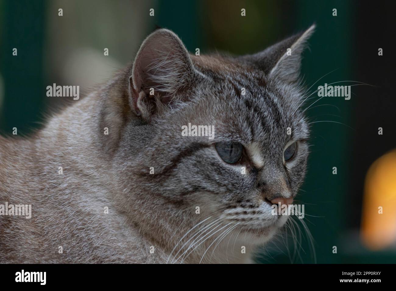 Sweet grey Cat Stock Photo - Alamy