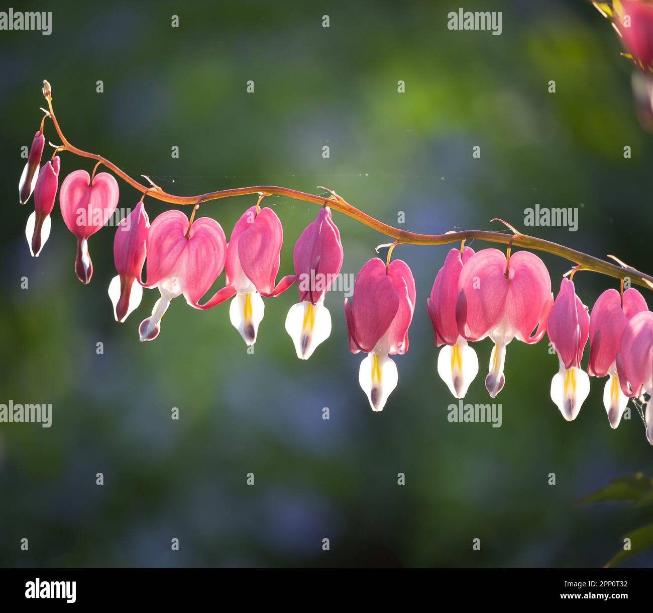 A chain of pink bleeding heart flowers, Dicentra, on a branch with a ...