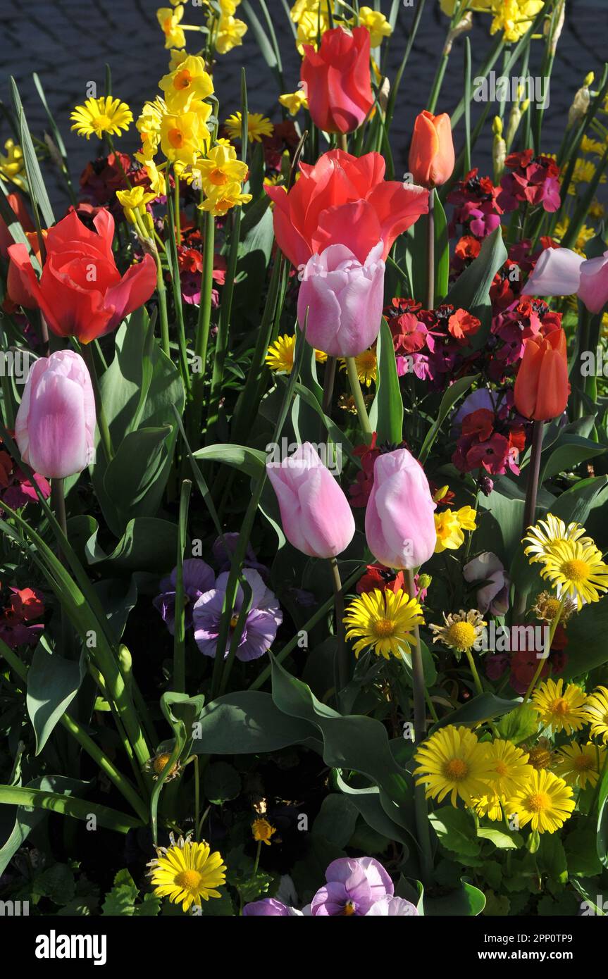 Copenhagen /Denmark/21 April 2023/Daisy and tulips flowers for street ...