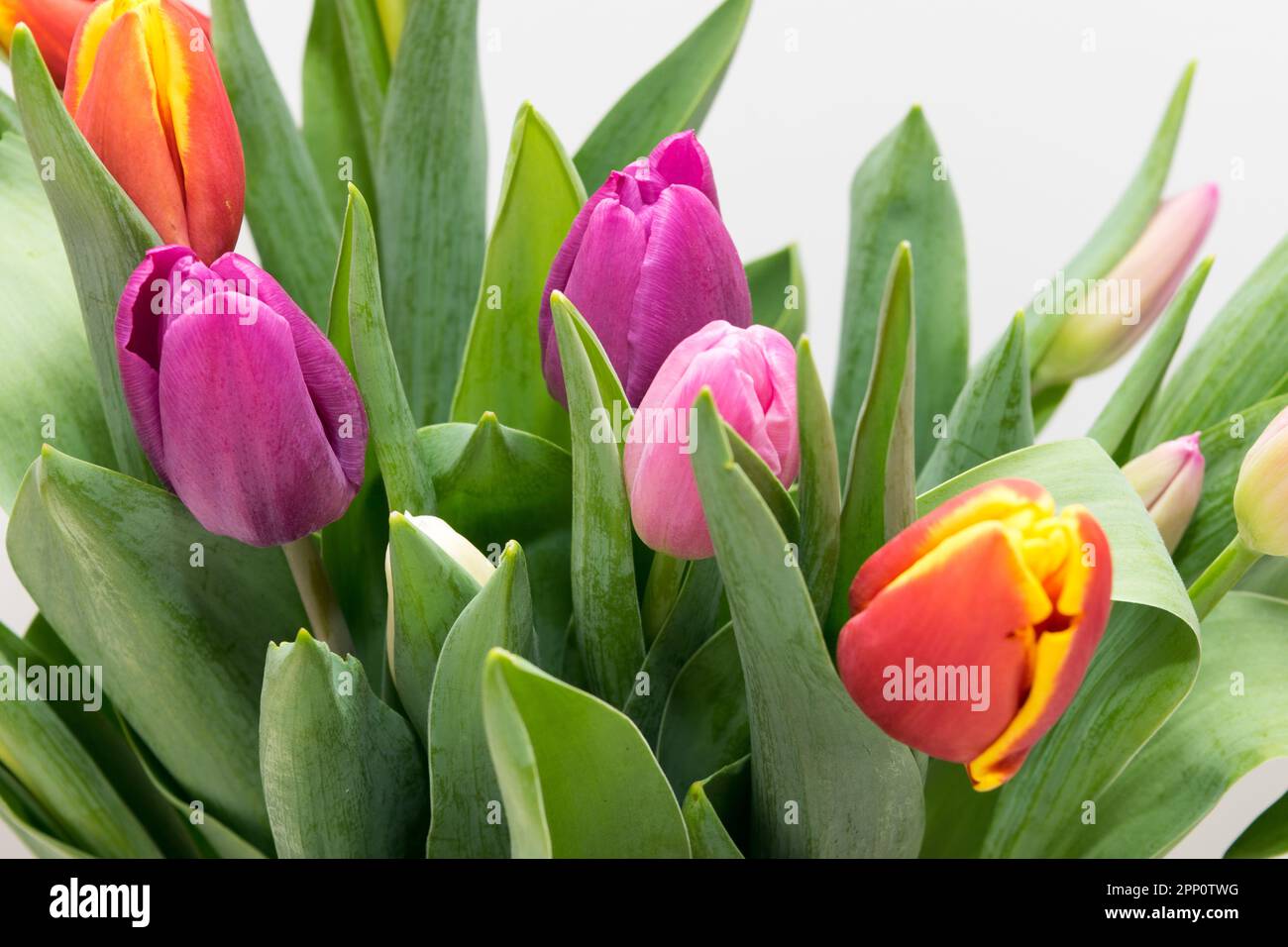 Colorful tulips close up, spring flowers on a light background Stock ...