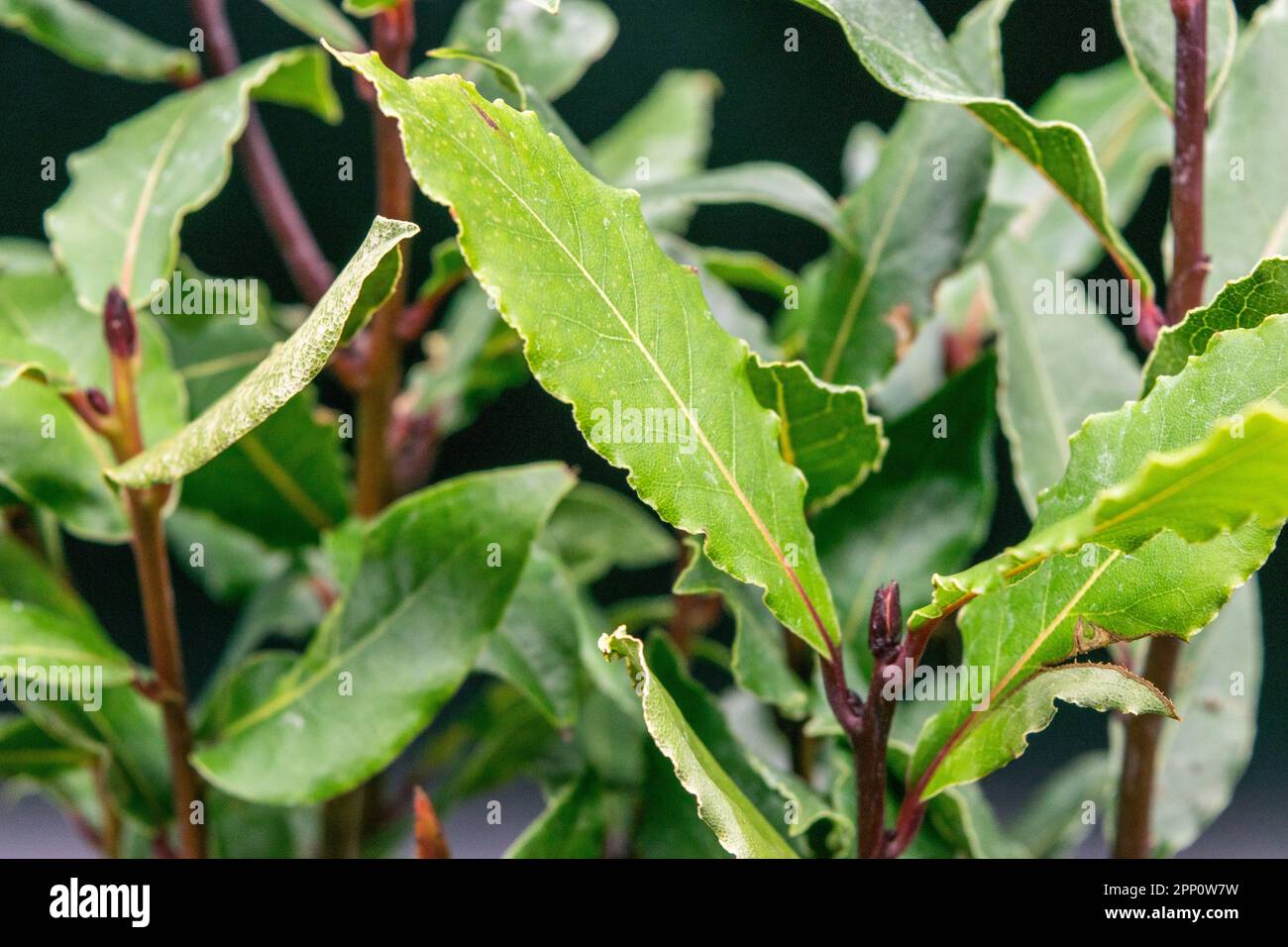 Close-up view of the Laurel-Laurus nobilis plant on a dark background ...