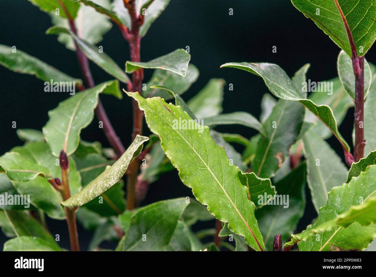 Close-up view of the Laurel-Laurus nobilis plant on a dark background ...