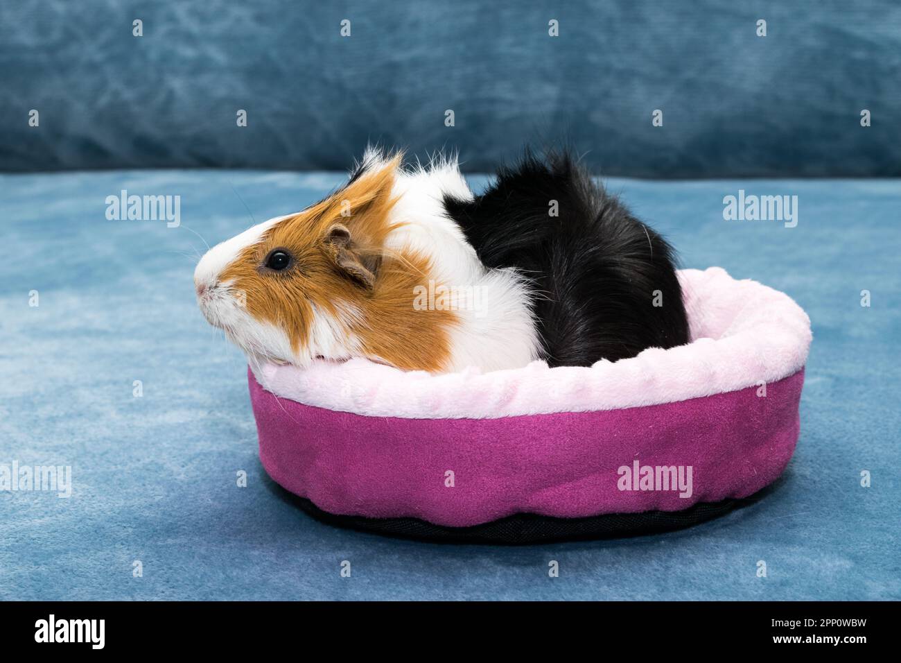 Guinea pig. A young funny guinea pig lies in a pink crib, a pink ...