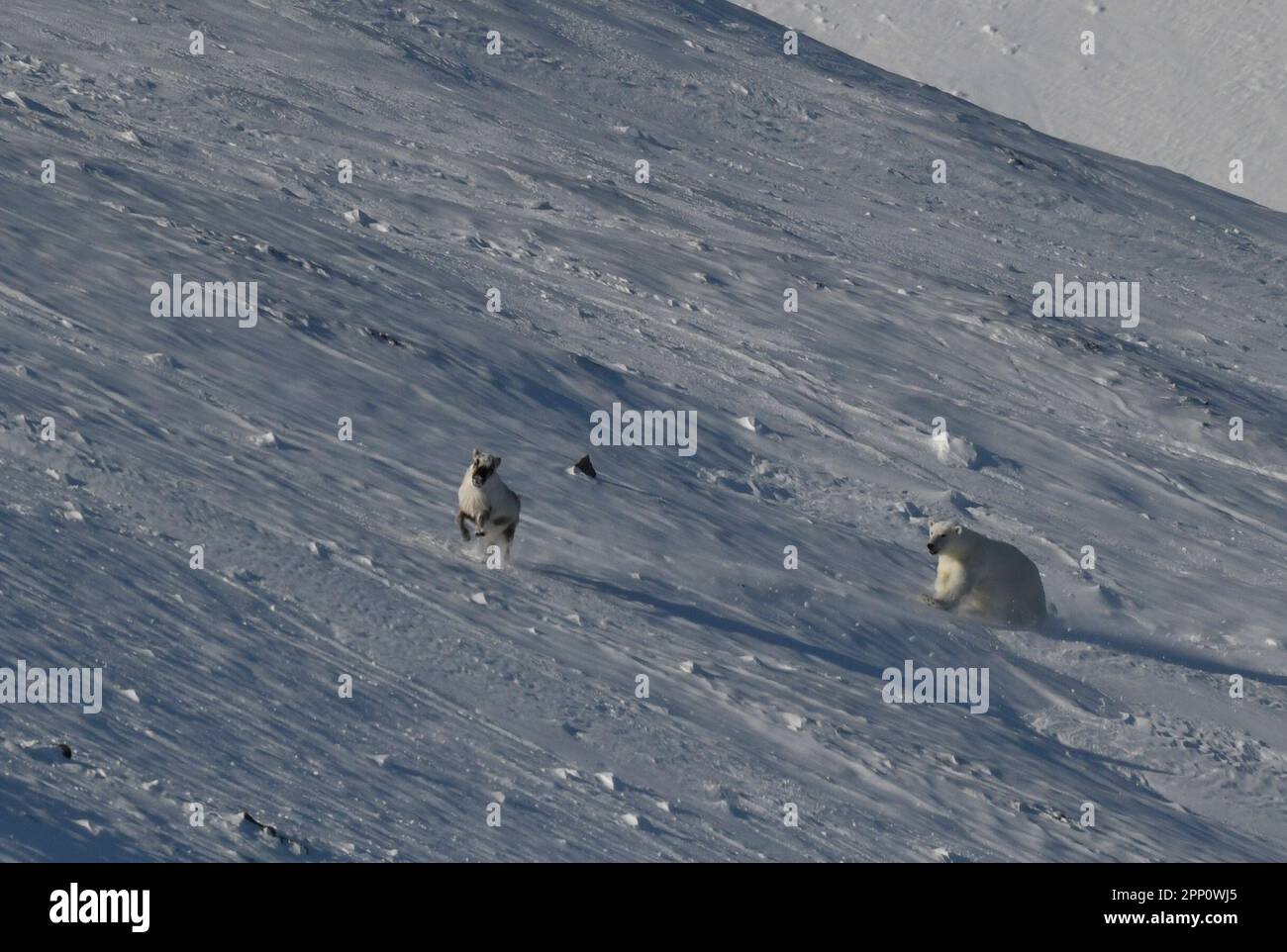 Spitsbergen, Svalbard. 21st Apr 2023. A polar bear makes an ...