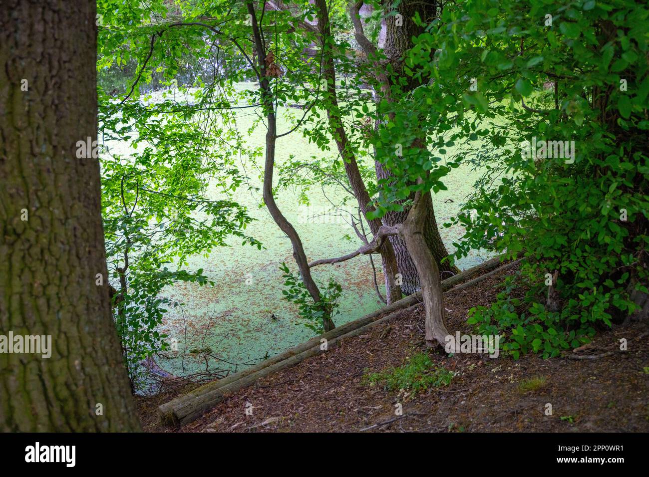 Small lake in the forest with lots of aquatic plants. High quality ...