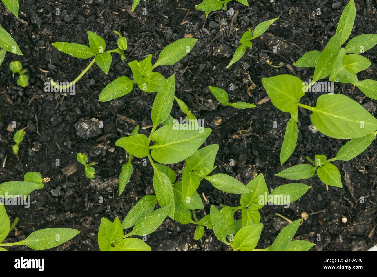 Pepper sprouts hi-res stock photography and images - Alamy