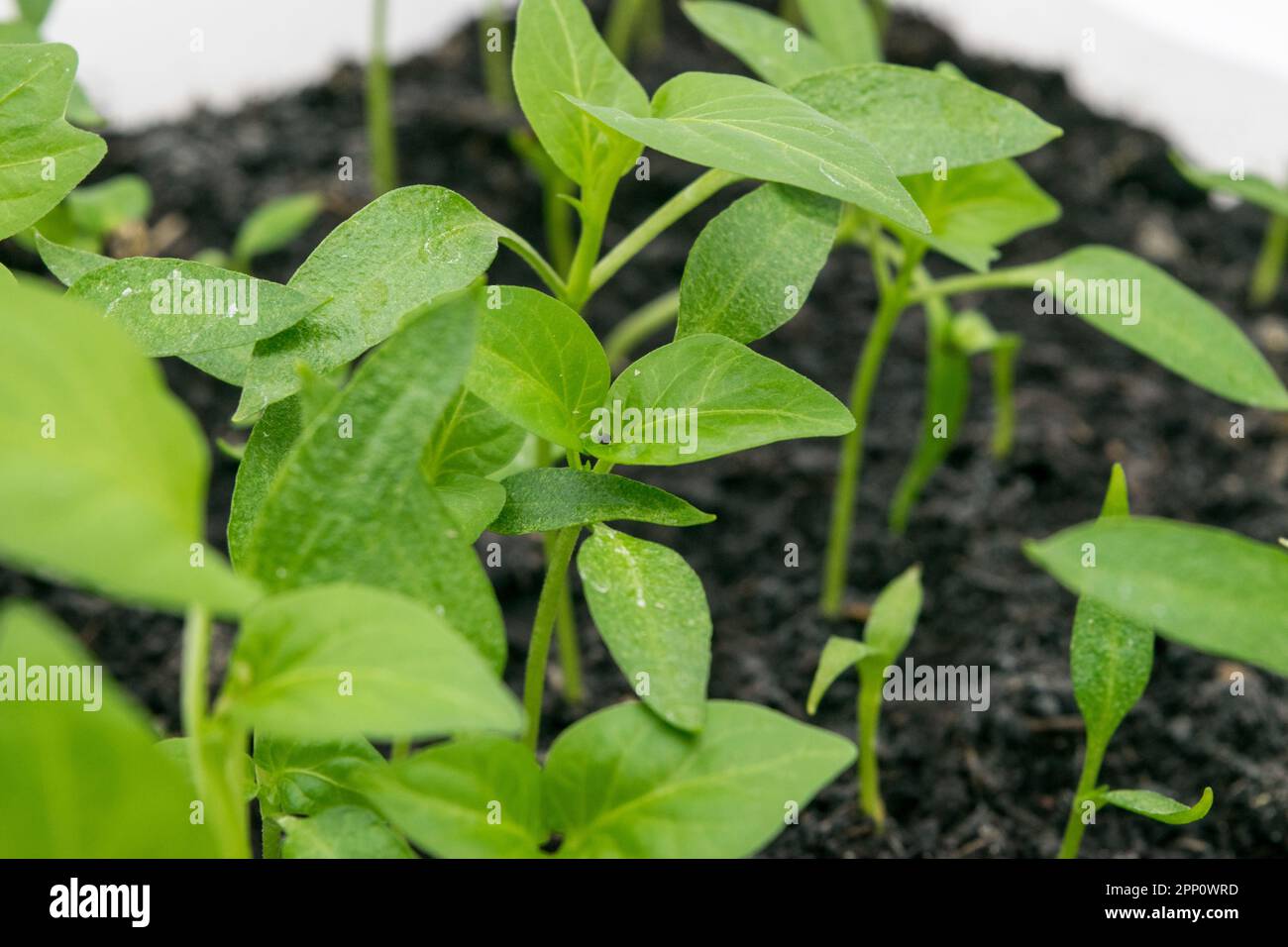 view of the ground with sweet pepper sprouts sprouting Stock Photo - Alamy