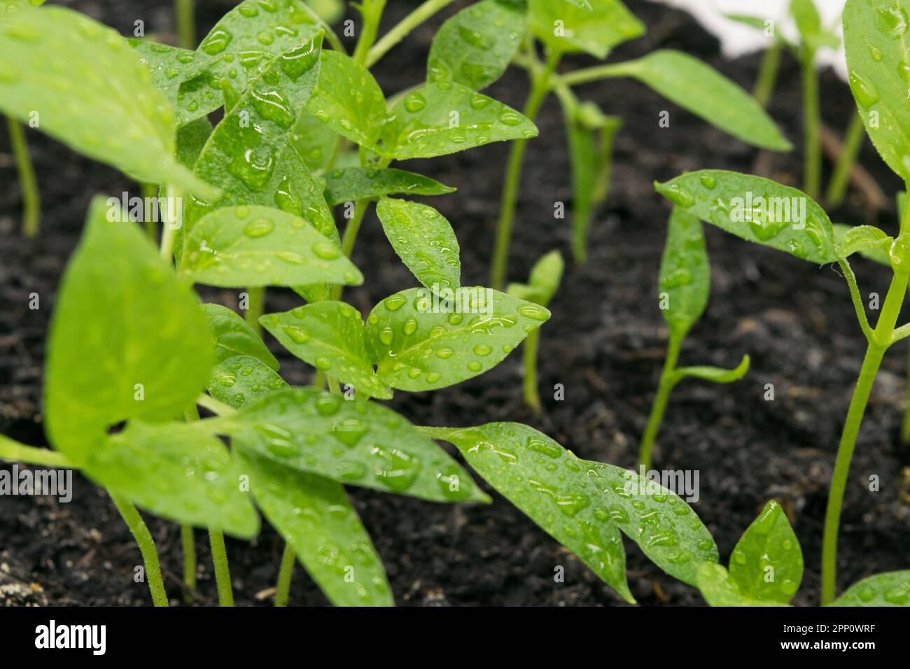 view of the ground with sweet pepper sprouts sprouting Stock Photo - Alamy
