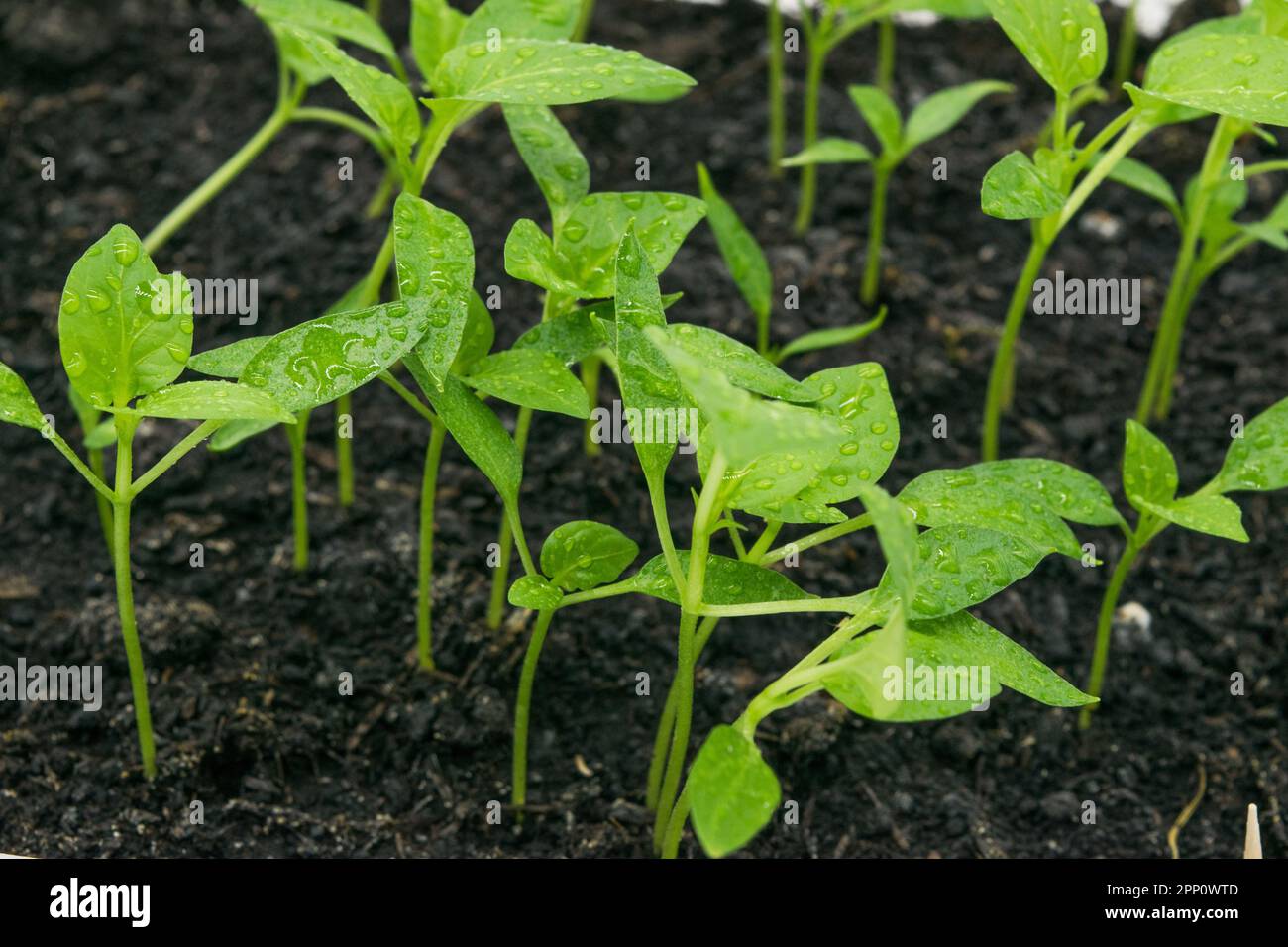 Pepper sprouts hi-res stock photography and images - Alamy