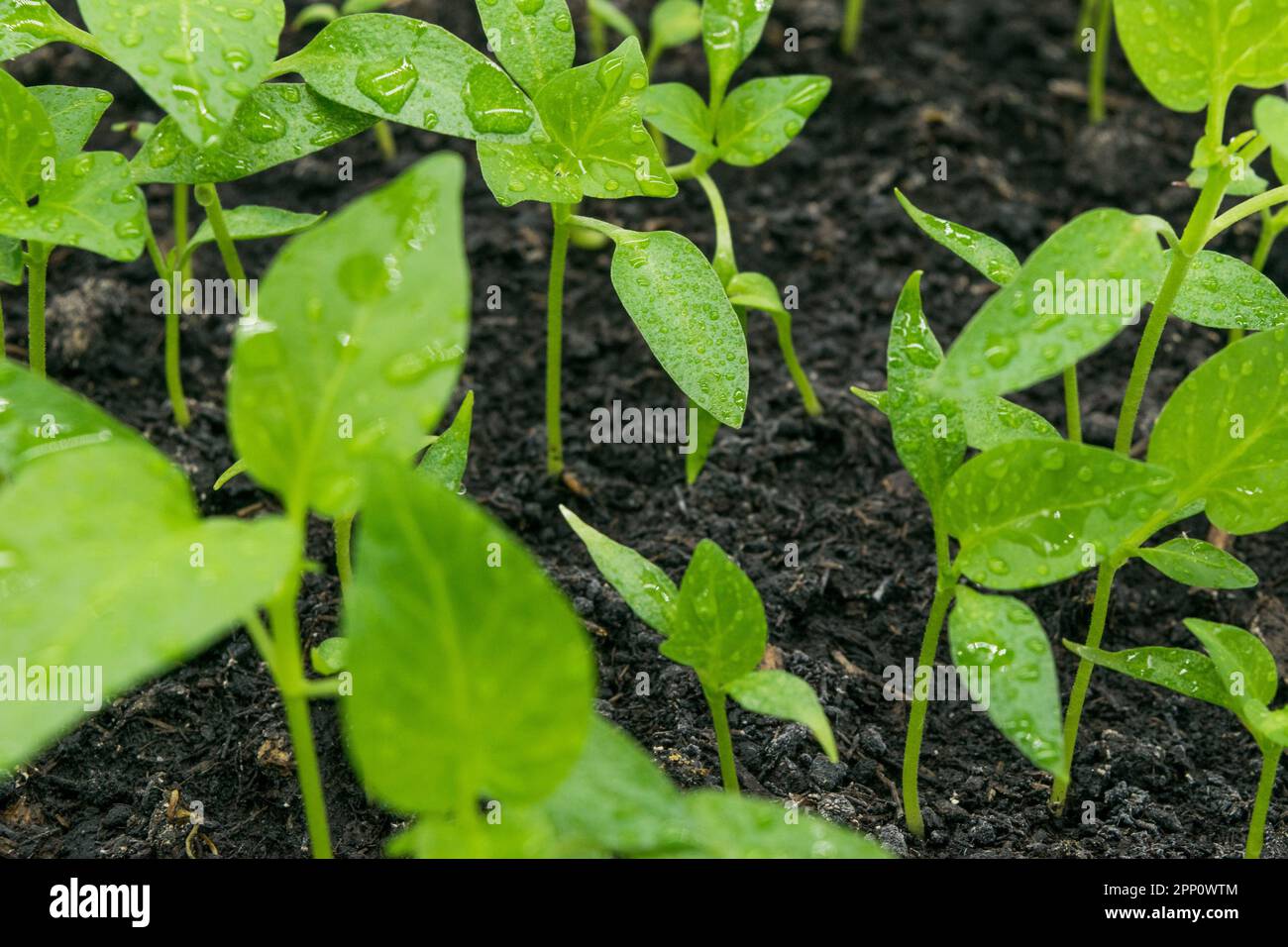 view of the ground with sweet pepper sprouts sprouting Stock Photo - Alamy