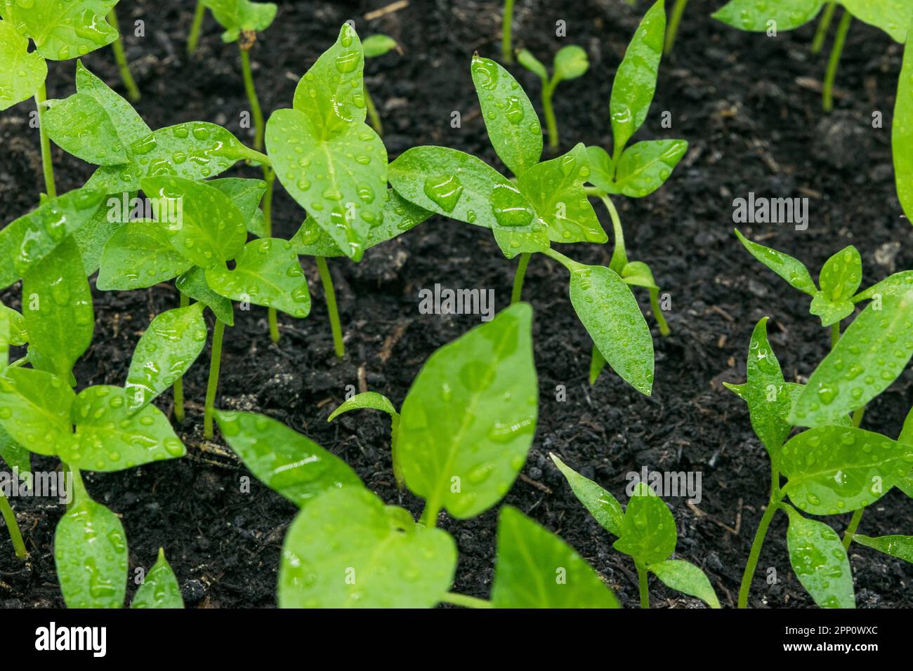 view of the ground with sweet pepper sprouts sprouting Stock Photo - Alamy