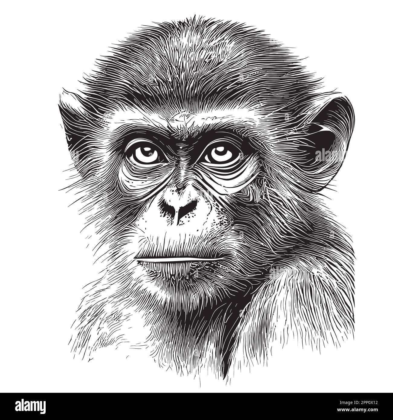 Monkey face hand drawn sketch illustration, Wild animals Stock Vector ...