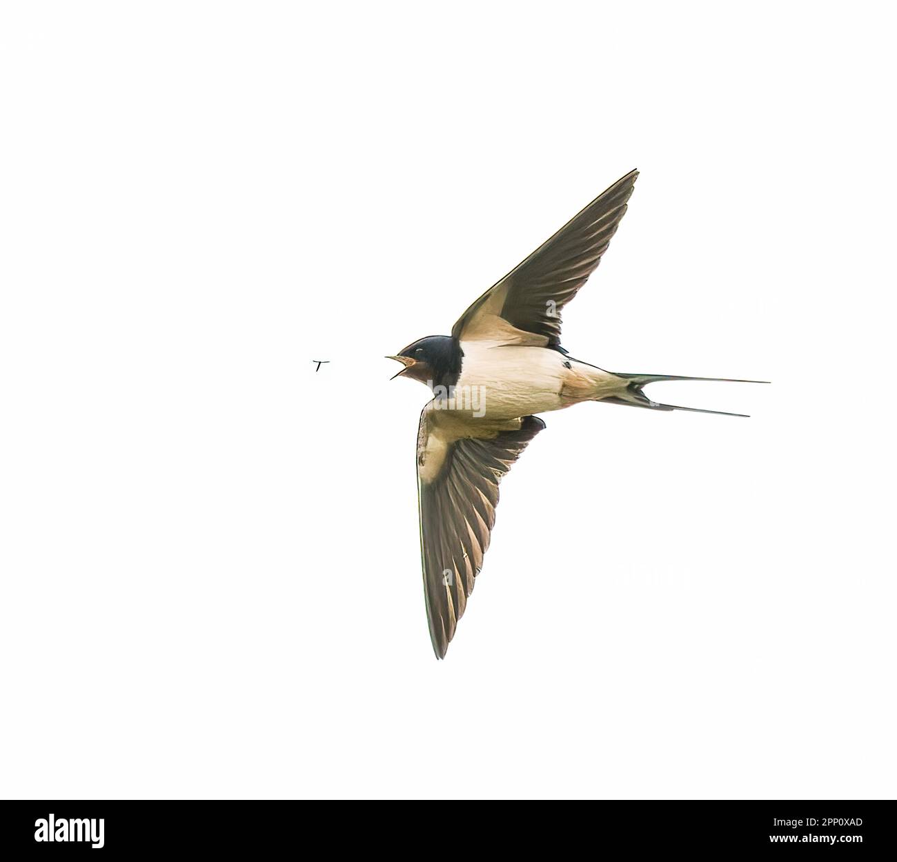 ACTION-SHOTS of a barn swallow chasing after an insect mid-flight have ...