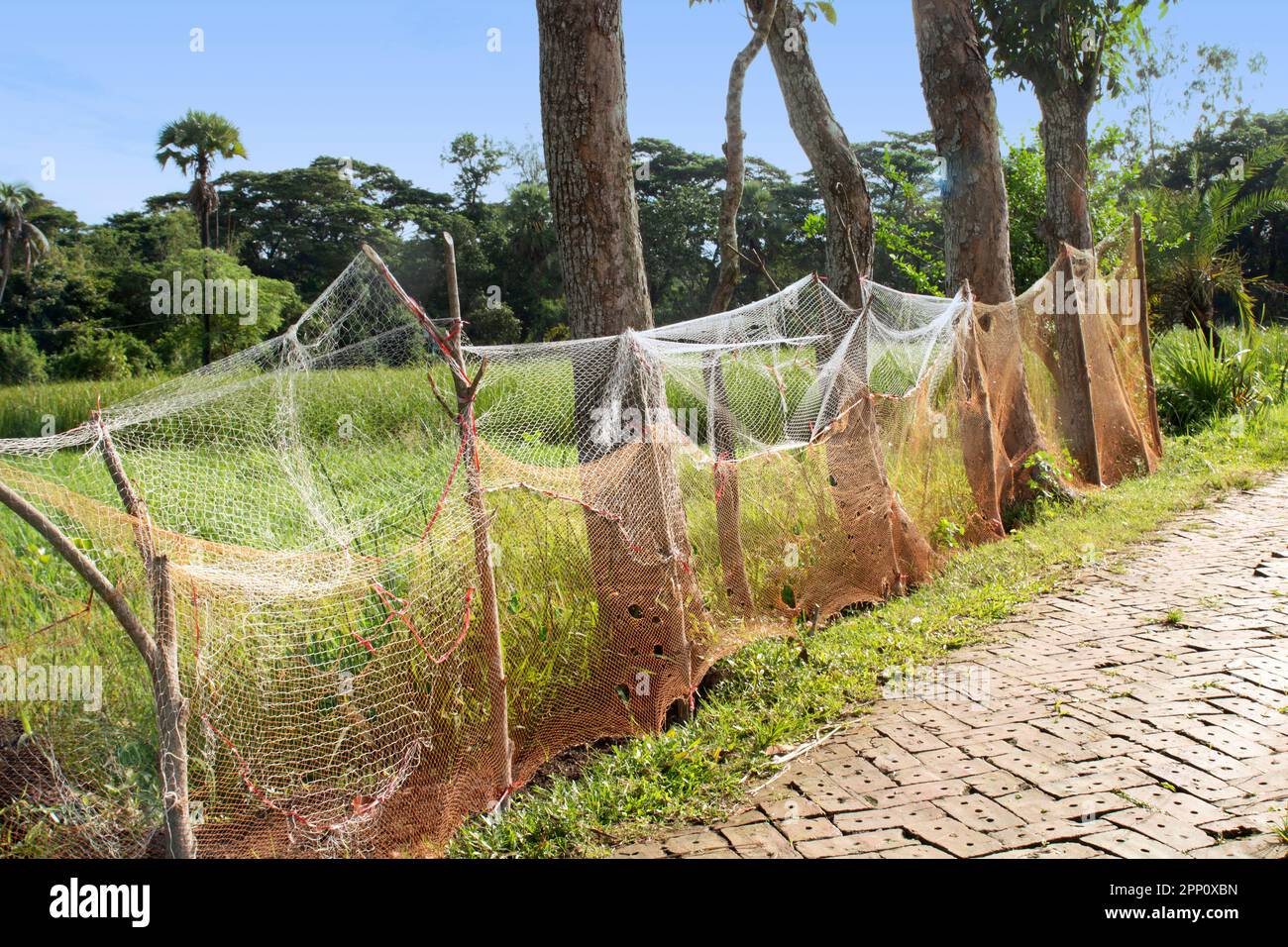 old fishing net reused as garden fence in a rural Village of Bangladesh ...