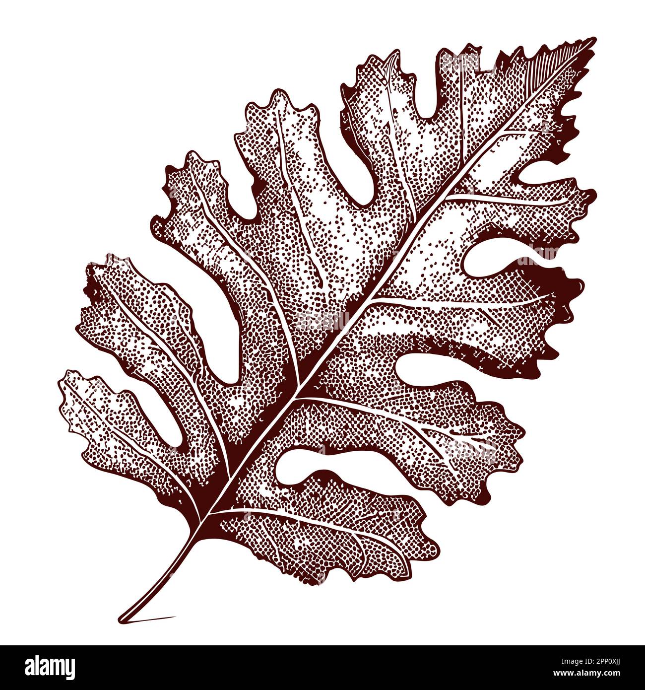 Oak leaf hand drawn sketch Trees and plants illustration Stock Vector ...