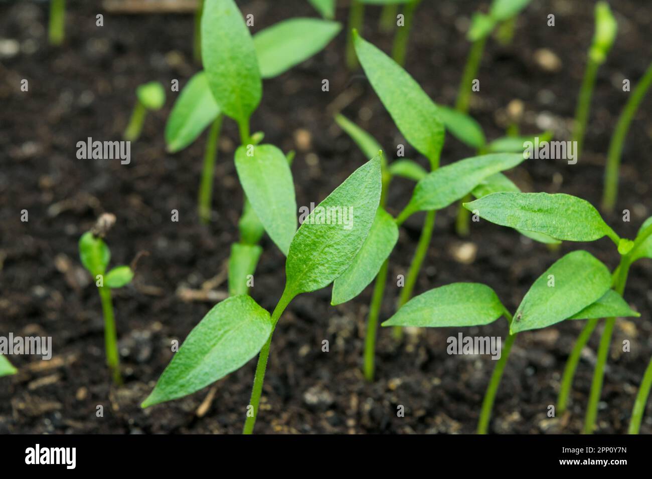 view of the ground with sweet pepper sprouts sprouting Stock Photo - Alamy