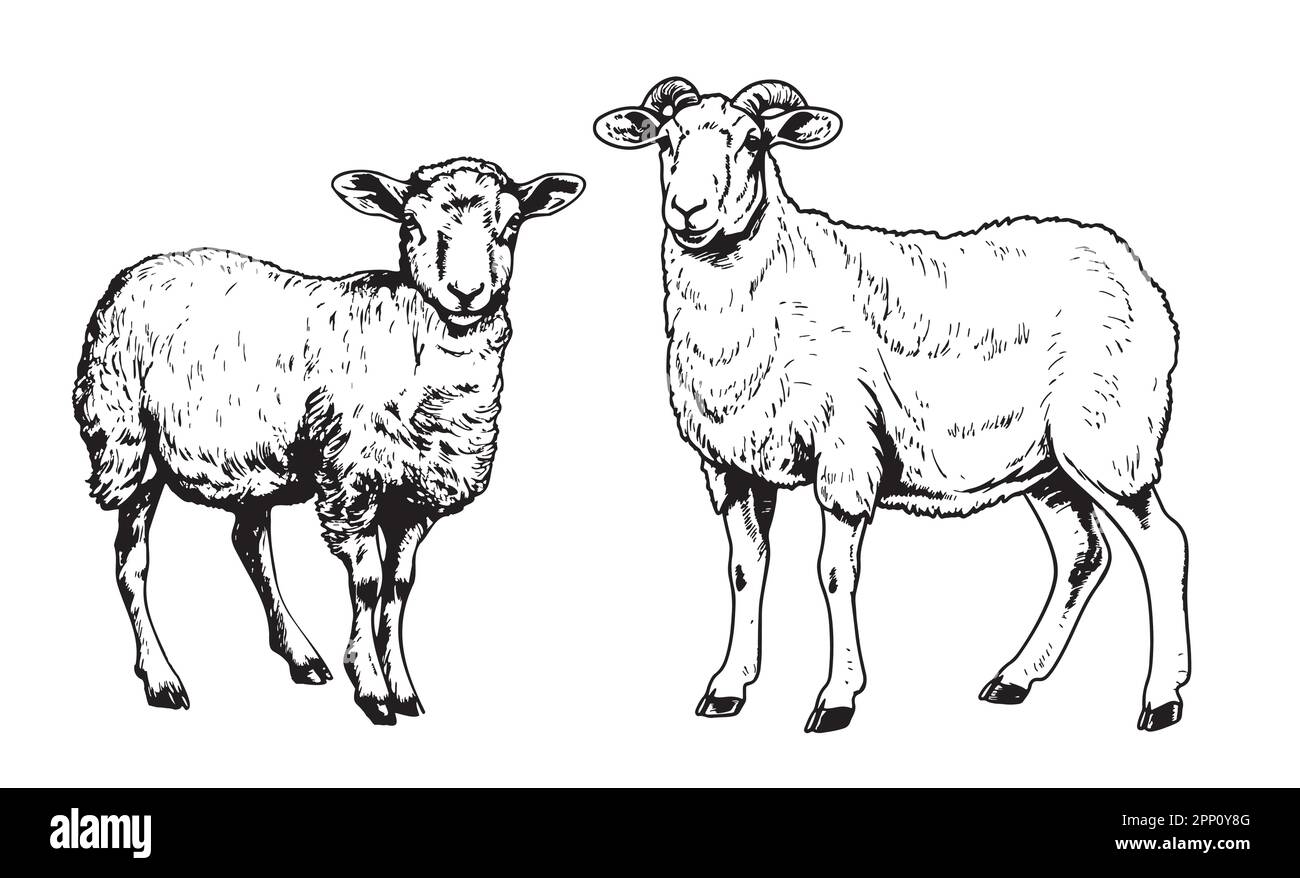 Ram and sheep hand drawn sketch illustration Stock Vector Image & Art ...