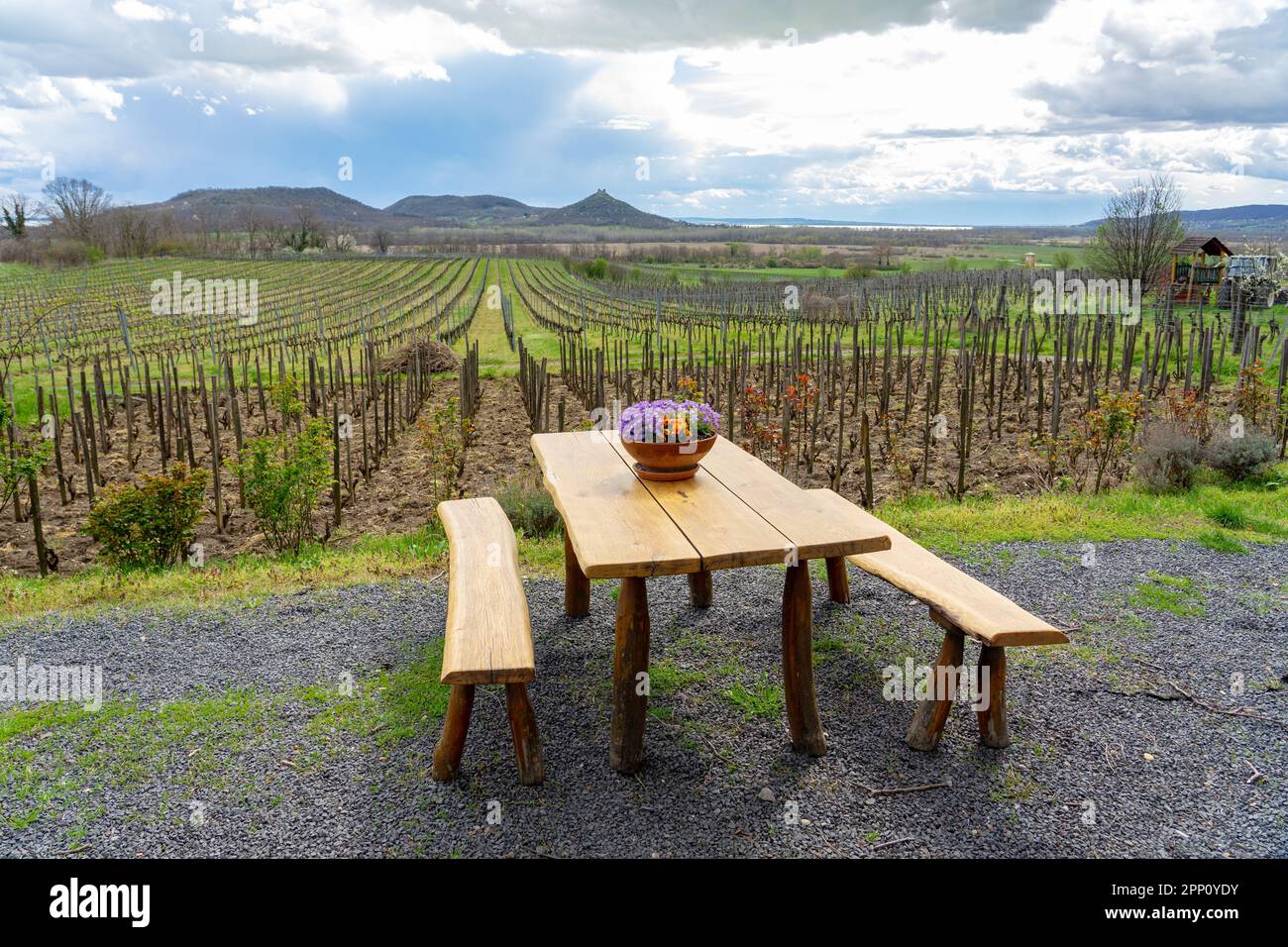 vinery vineyard on saint george hill next to lake Balaton with wooden ...