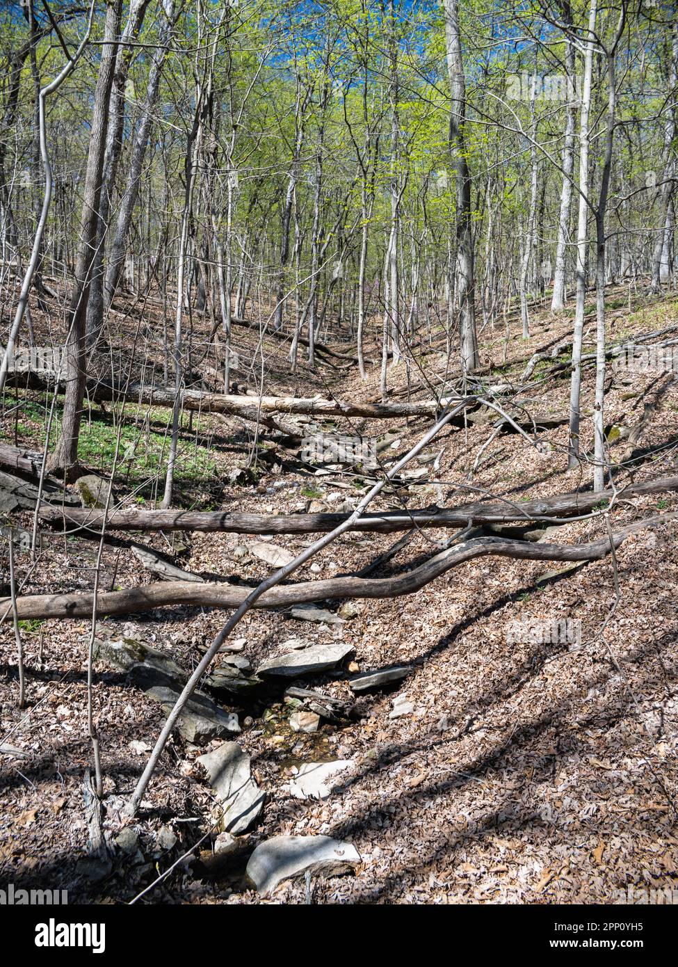 Hickory Ridge Trail at Powder Valley Conservation Nature Center Stock ...