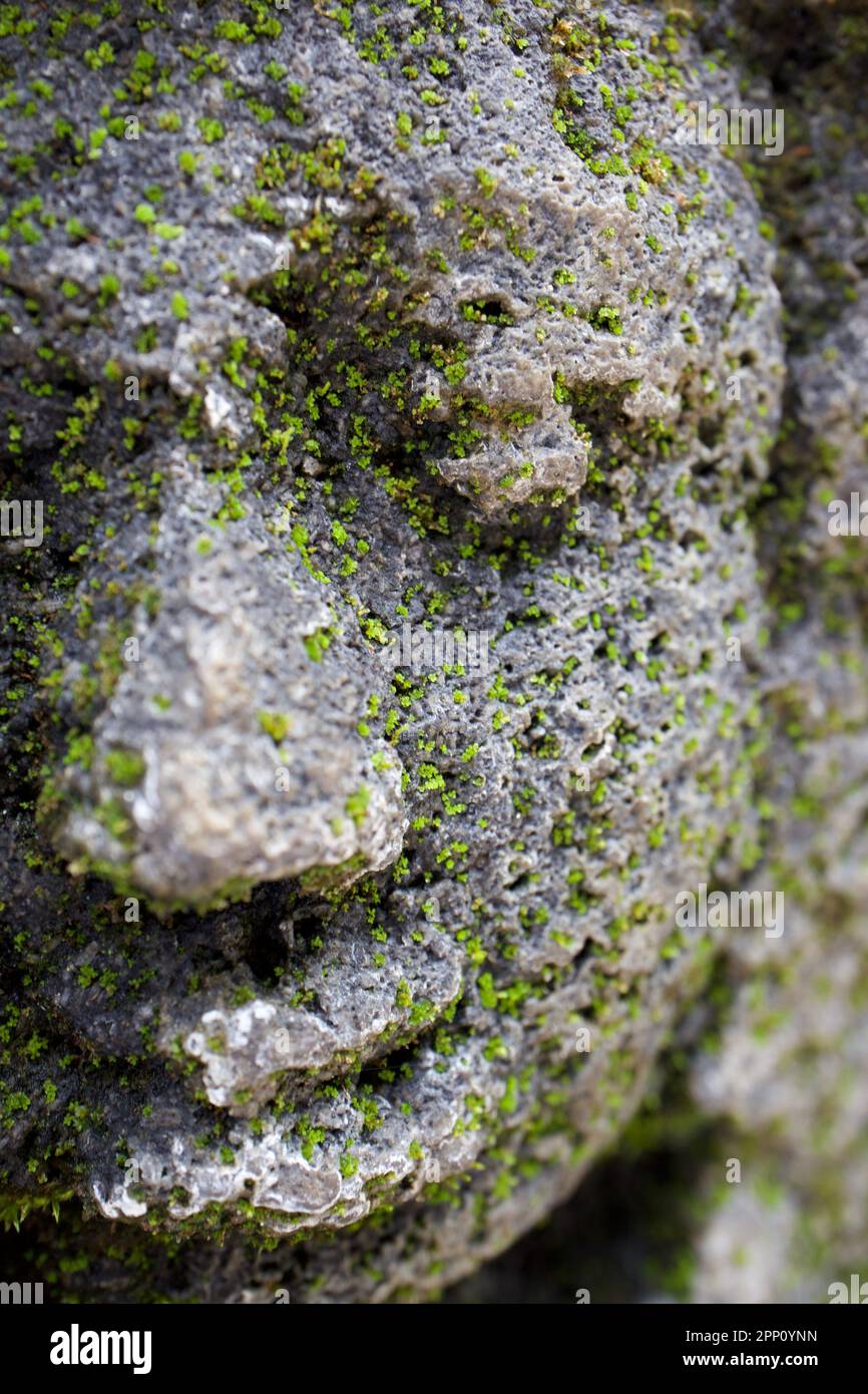 Theodore van erp hi-res stock photography and images - Alamy