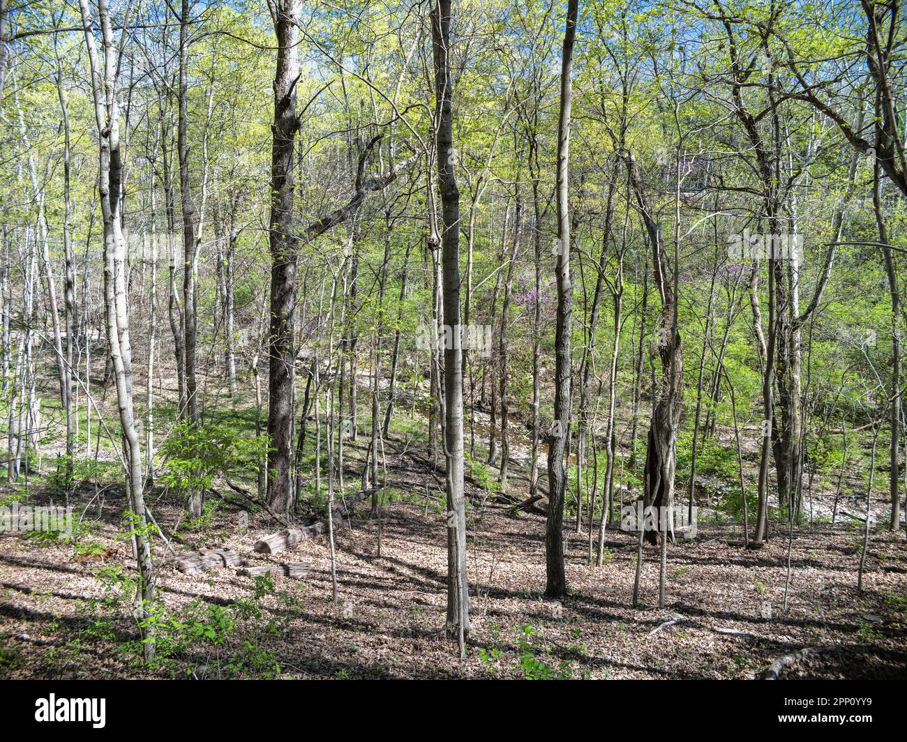 Hickory Ridge Trail at Powder Valley Conservation Nature Center Stock ...