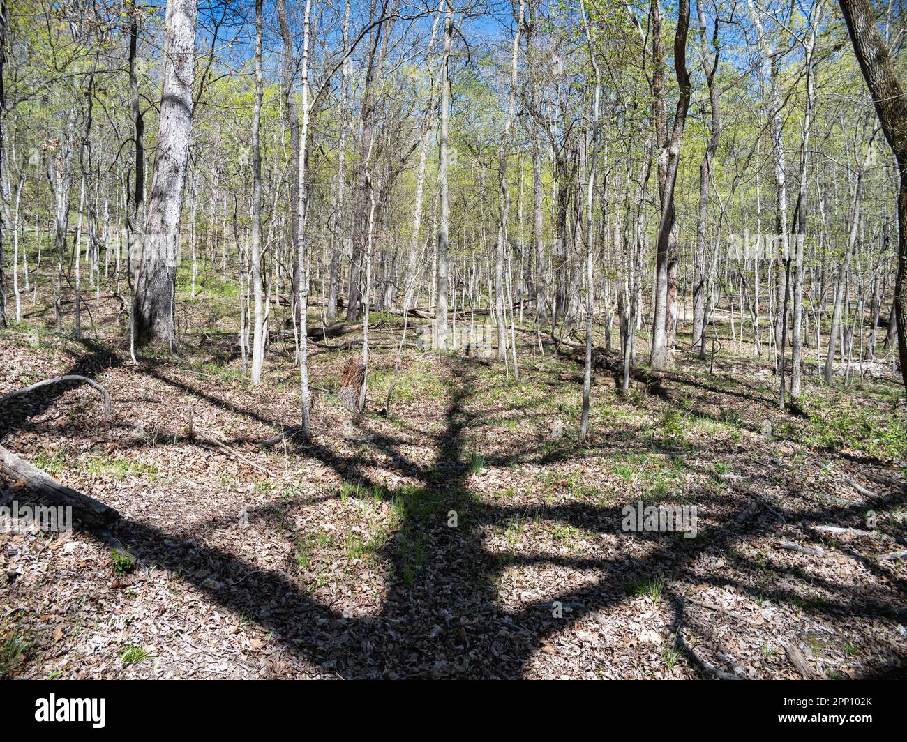 Hickory Ridge Trail at Powder Valley Conservation Nature Center Stock ...