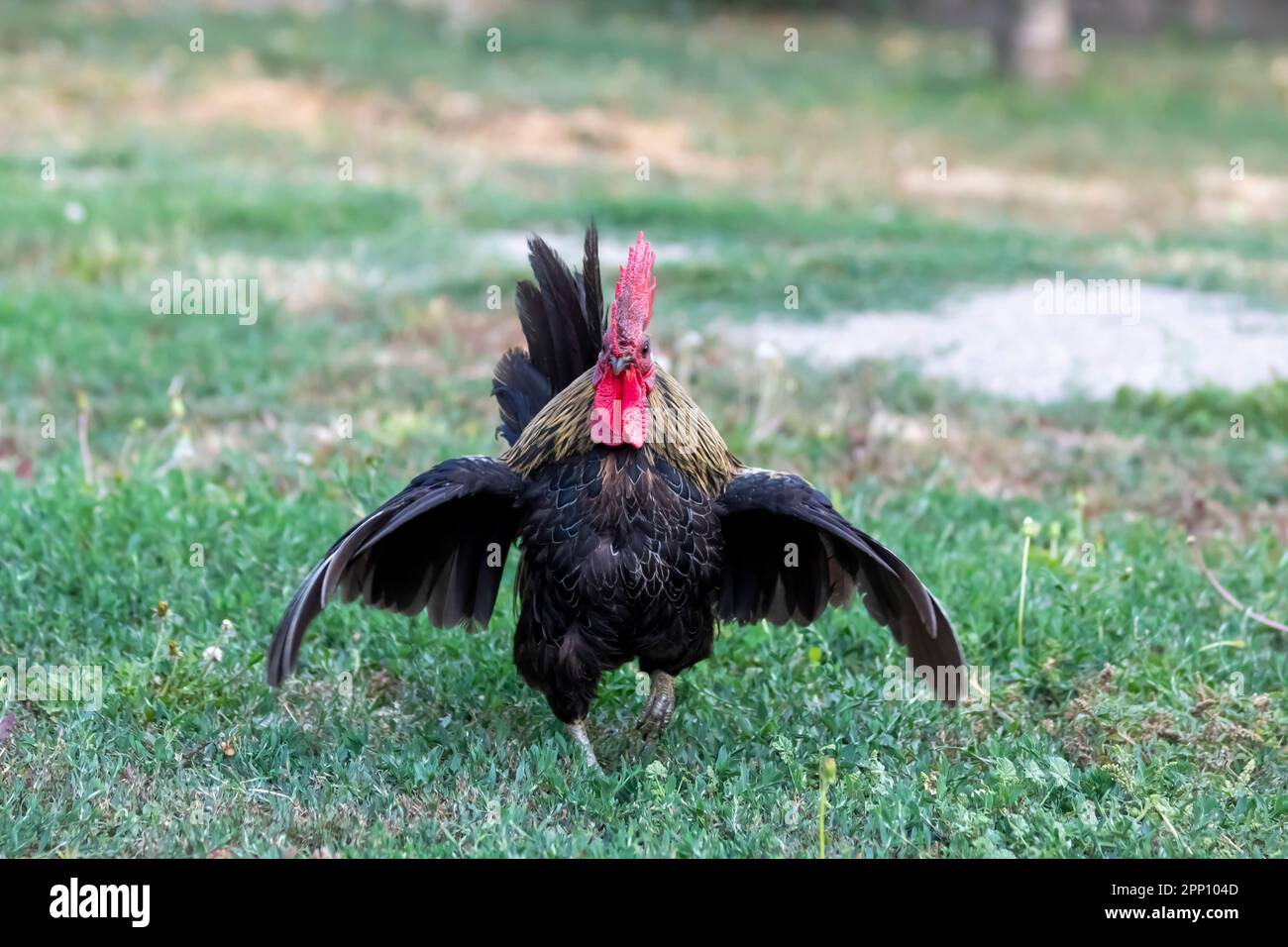Rooster running on the green grass Stock Photo - Alamy