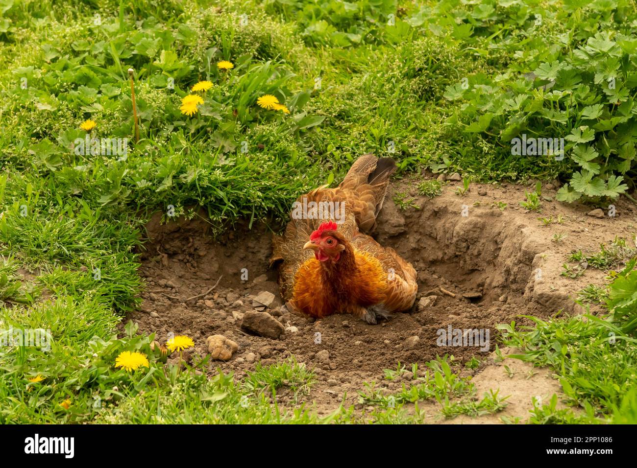Hen dust bath, chicken dust bath Stock Photo - Alamy