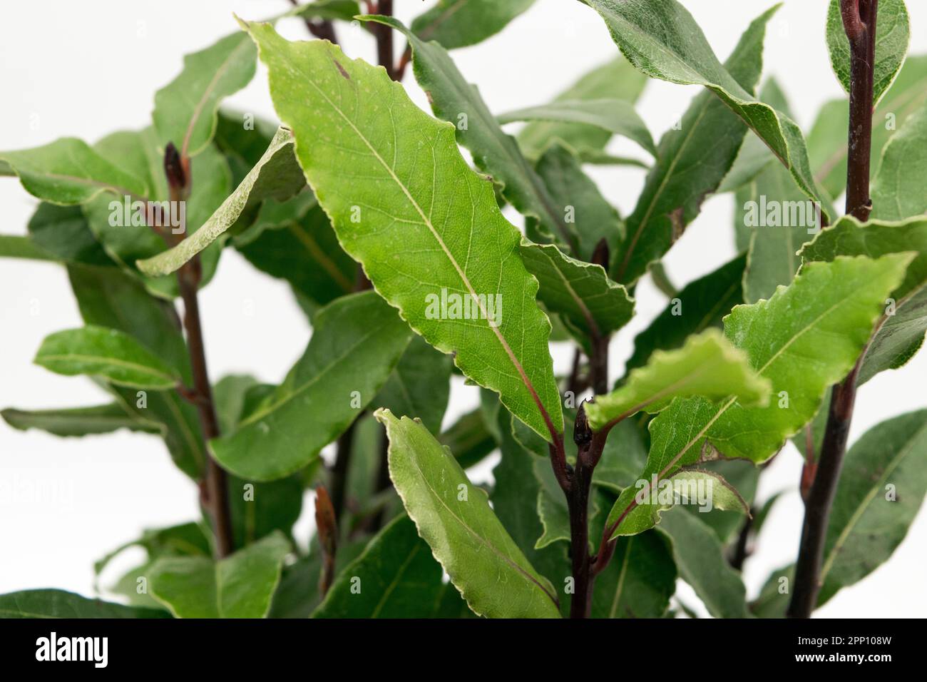 Close up view of the Laurel ,Laurus nobilis, plant on a white ...