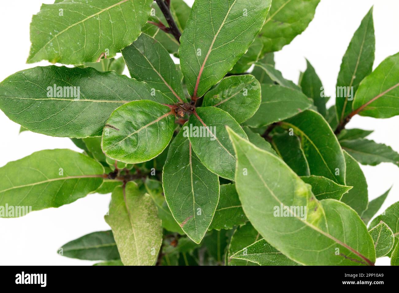 Close up view of the Laurel ,Laurus nobilis, plant on a white ...