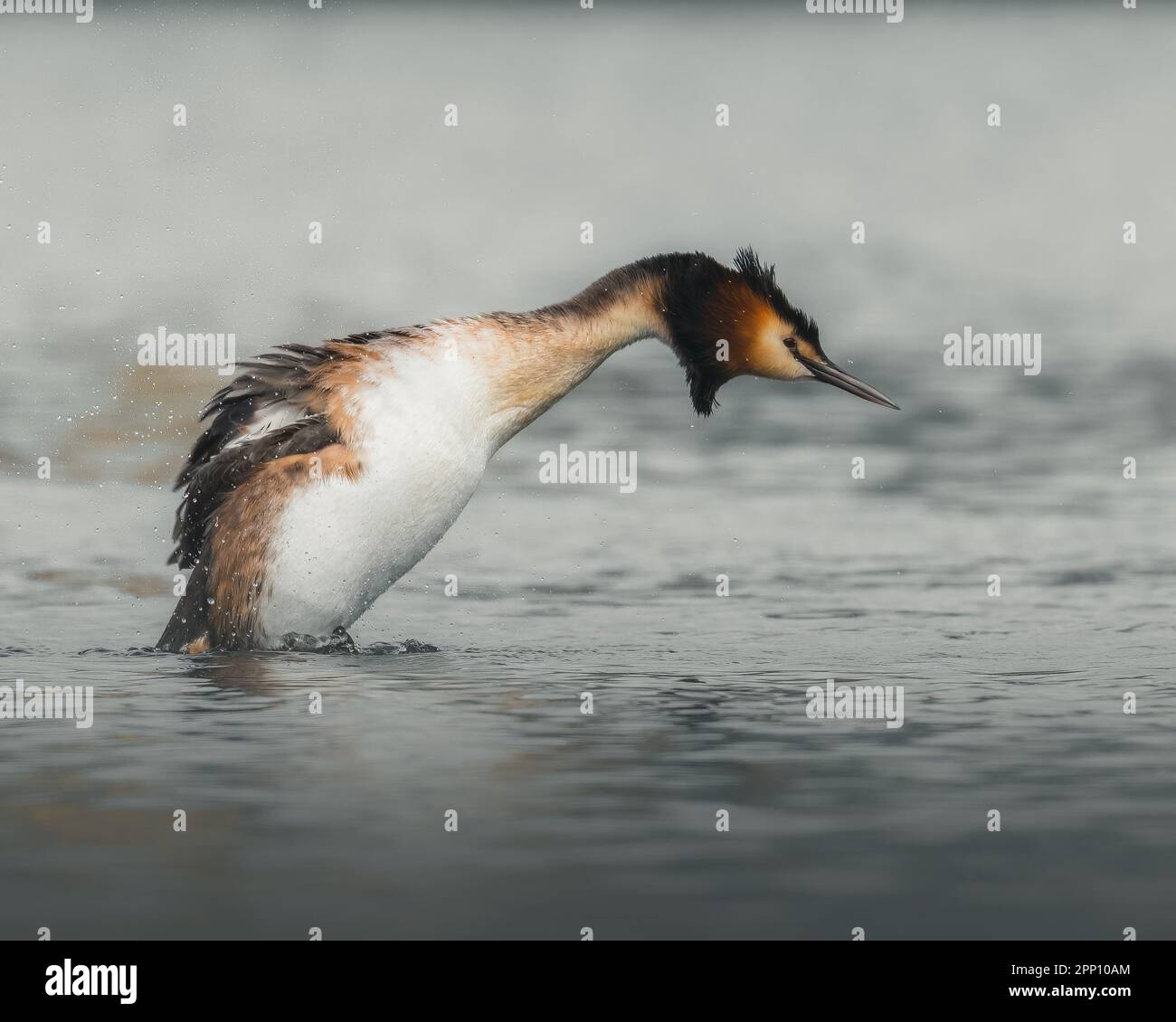 CAPTIVATING IMAGES were captured of two Great Crested Grebes dancing ...