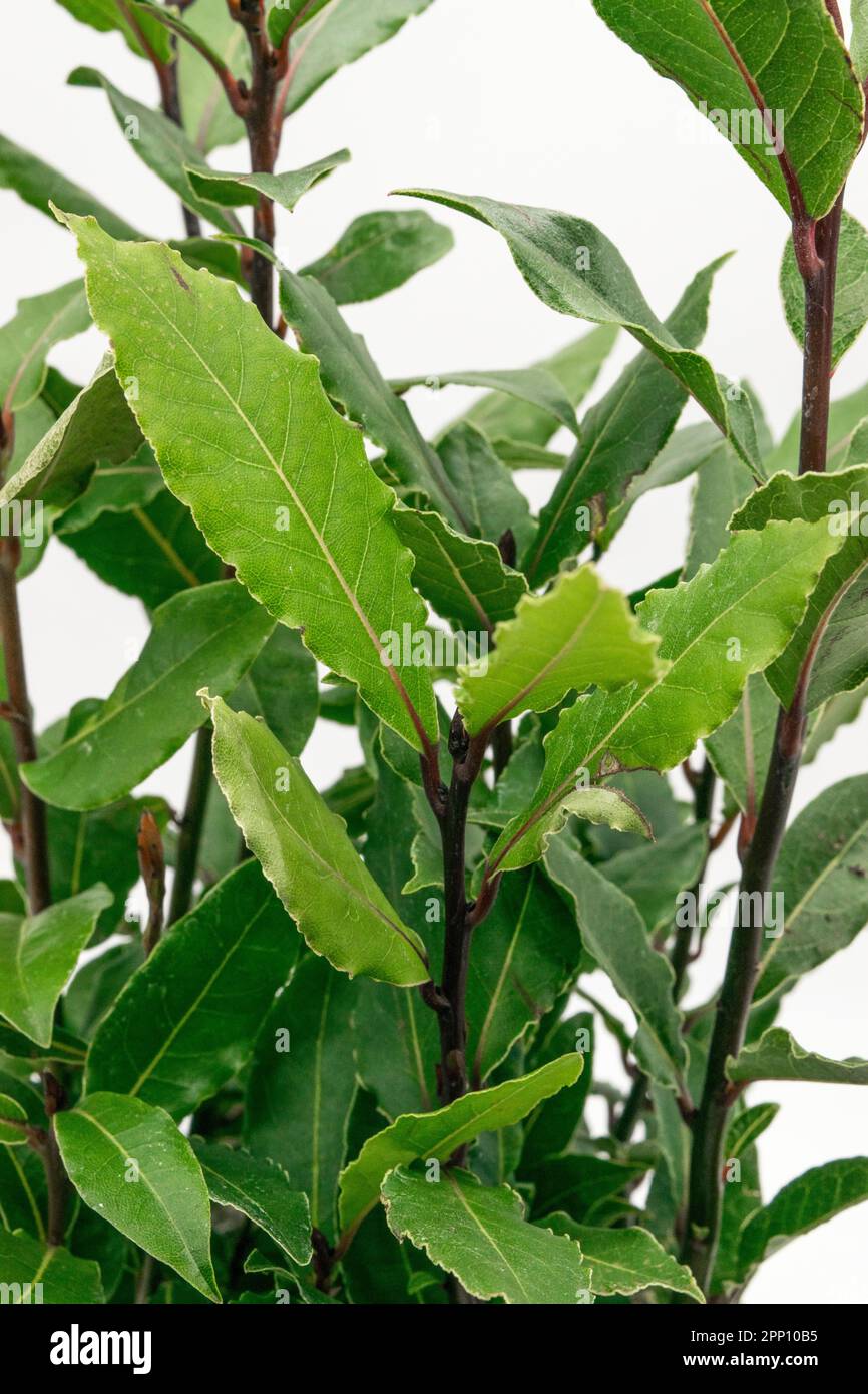 Close up view of the Laurel ,Laurus nobilis, plant on a white ...