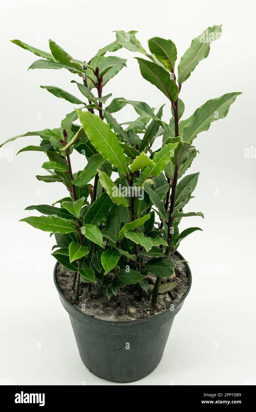 Close up view of the Laurel ,Laurus nobilis, plant on a white ...