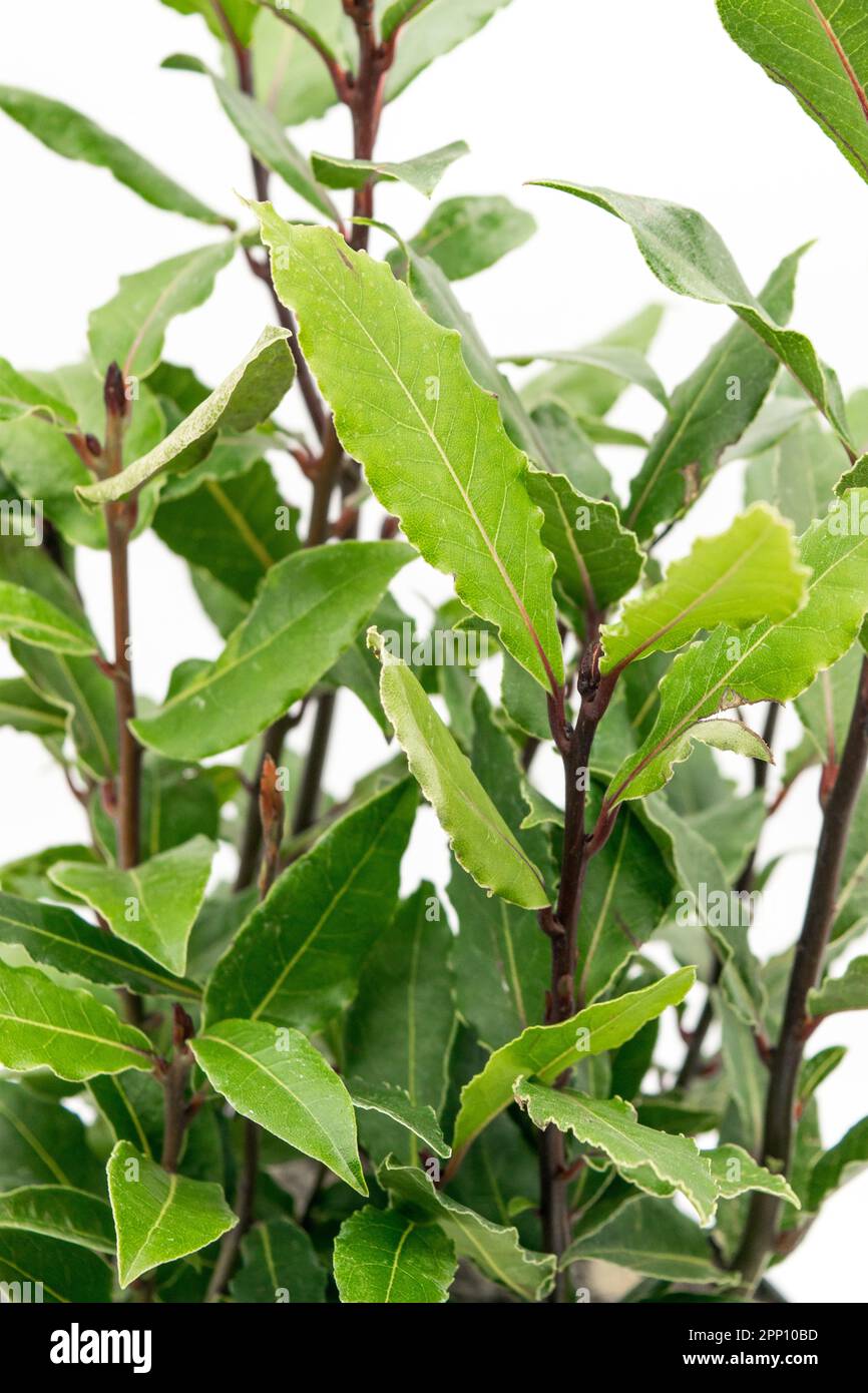 Close up view of the Laurel ,Laurus nobilis, plant on a white ...