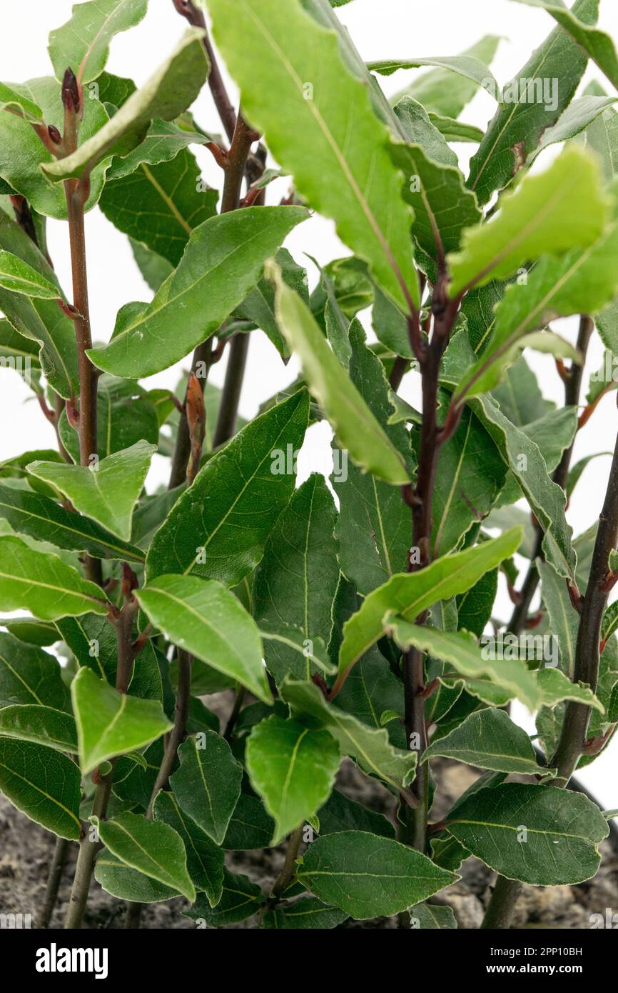 Close up view of the Laurel ,Laurus nobilis, plant on a white ...