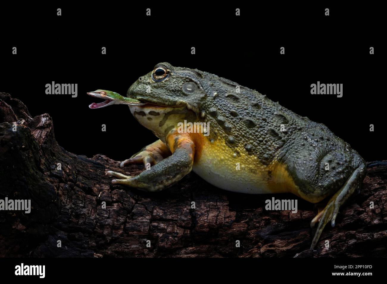 INCREDIBLE images taken from a garden in Indonesia show how an African ...