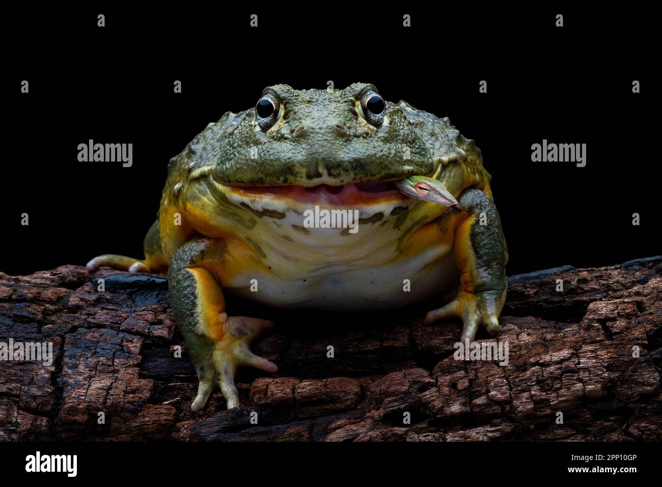 INCREDIBLE images taken from a garden in Indonesia show how an African ...