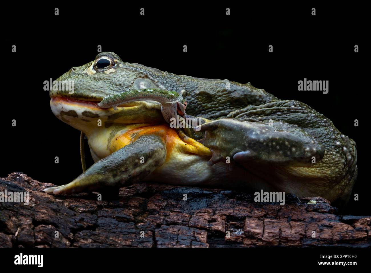 INCREDIBLE images taken from a garden in Indonesia show how an African ...