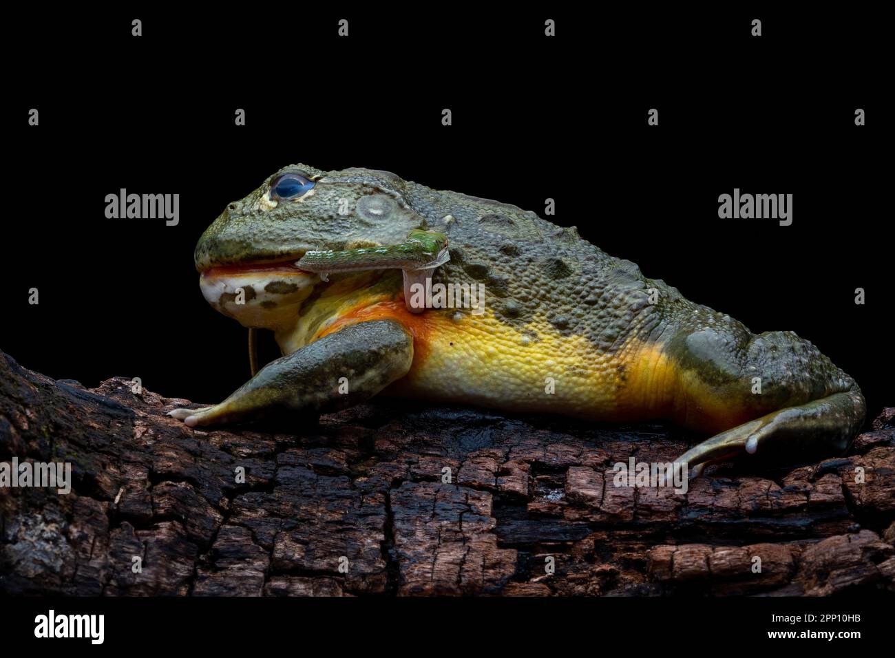INCREDIBLE images taken from a garden in Indonesia show how an African ...