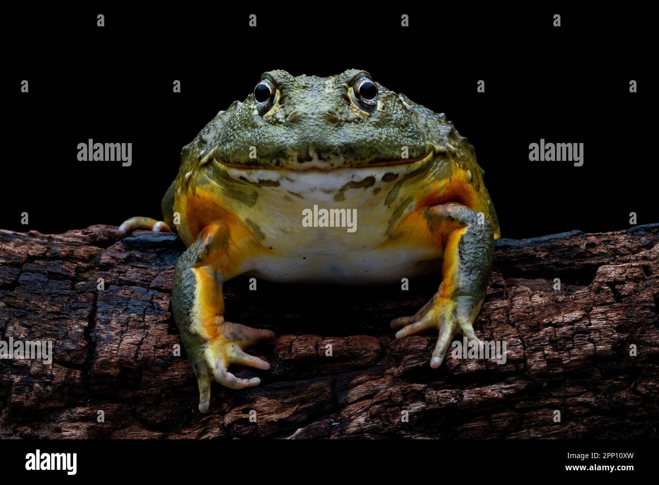 INCREDIBLE images taken from a garden in Indonesia show how an African ...