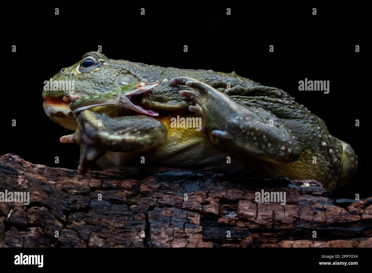 INCREDIBLE images taken from a garden in Indonesia show how an African ...