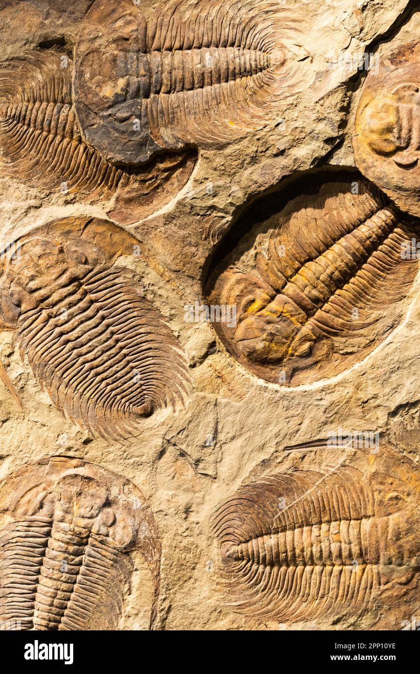 Fossil of Trilobite - Acadoparadoxides briareus - ancient fossilized ...