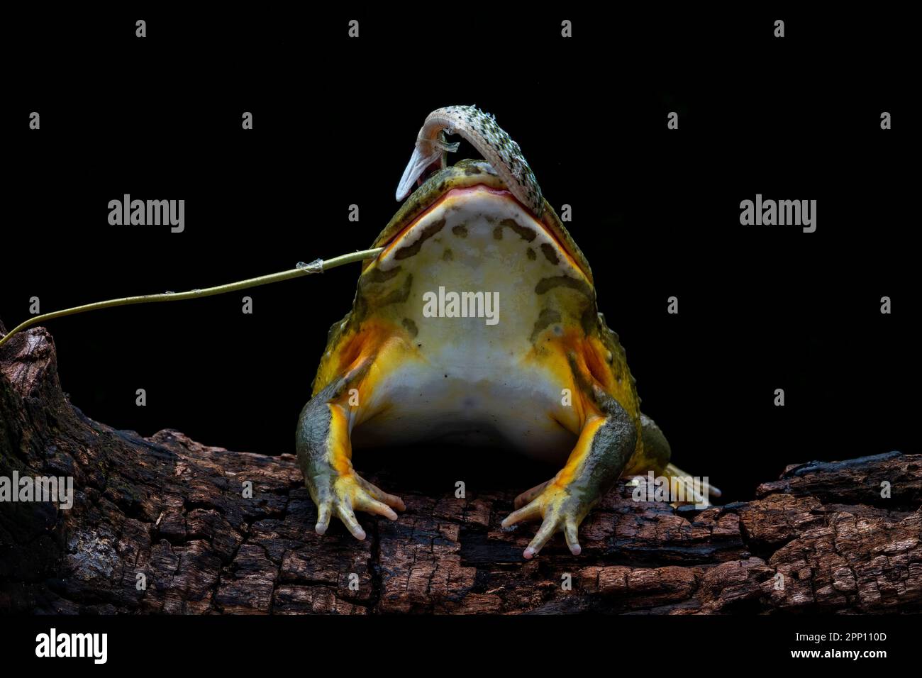 INCREDIBLE images taken from a garden in Indonesia show how an African ...